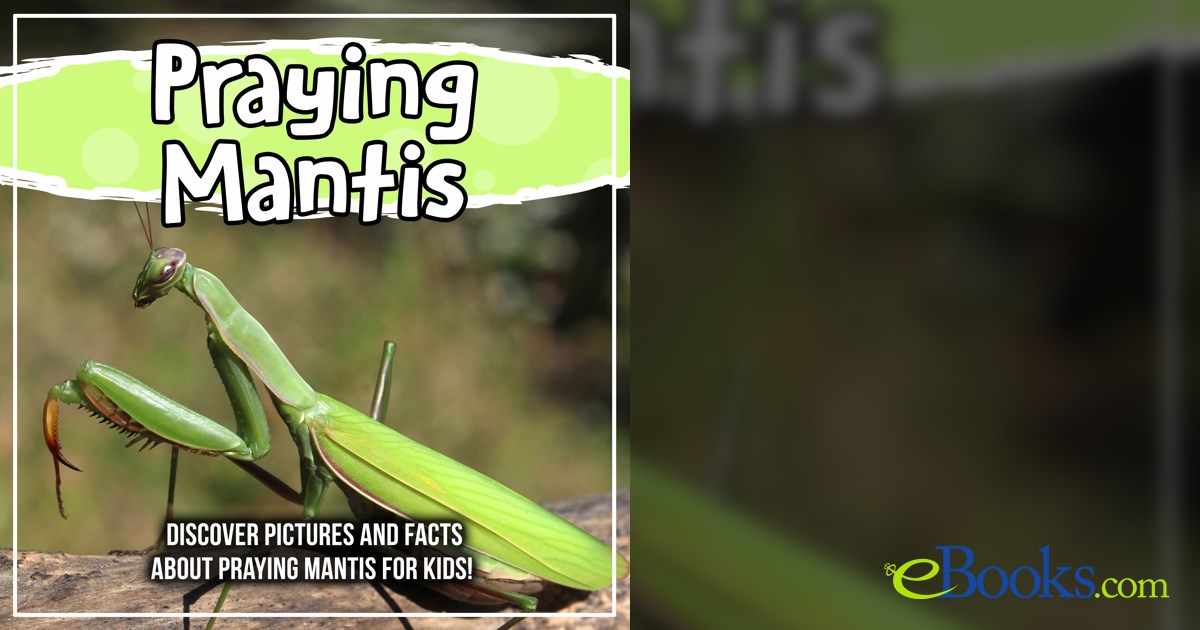 Praying Mantis: Discover Pictures and Facts About Praying Mantis For Kids!