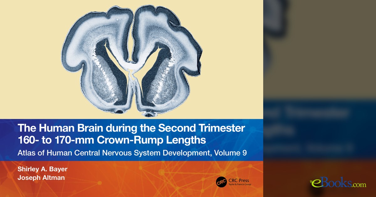 The Human Brain during the Second Trimester 160– to 170–mm Crown-Rump ...