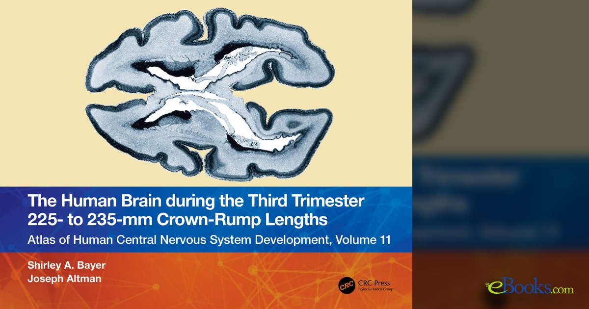 The Human Brain during the Third Trimester 225– to 235–mm Crown-Rump ...