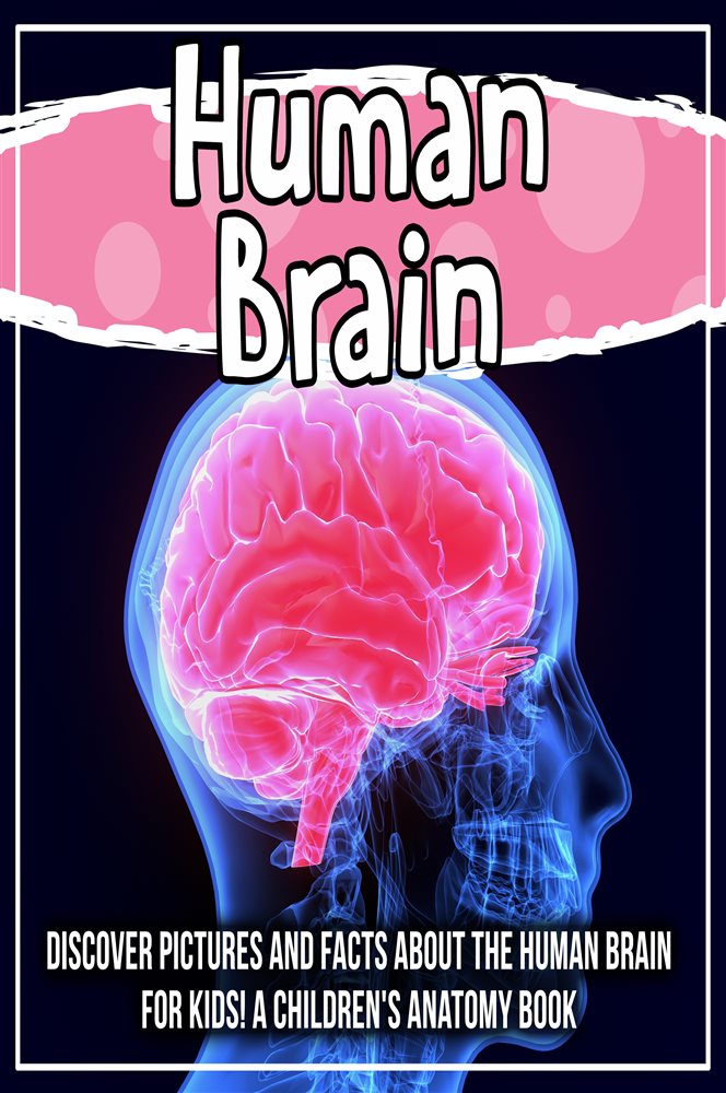 Human Brain: Discover Pictures and Facts About The Human Brain For Kids ...