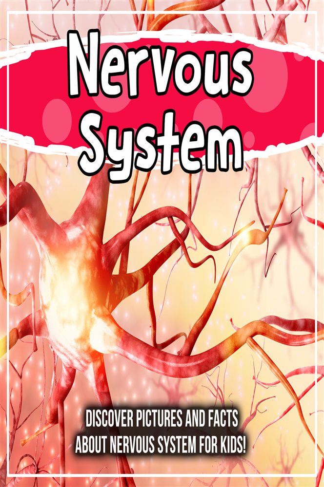 Nervous System: Discover Pictures and Facts About Nervous System For Kids!