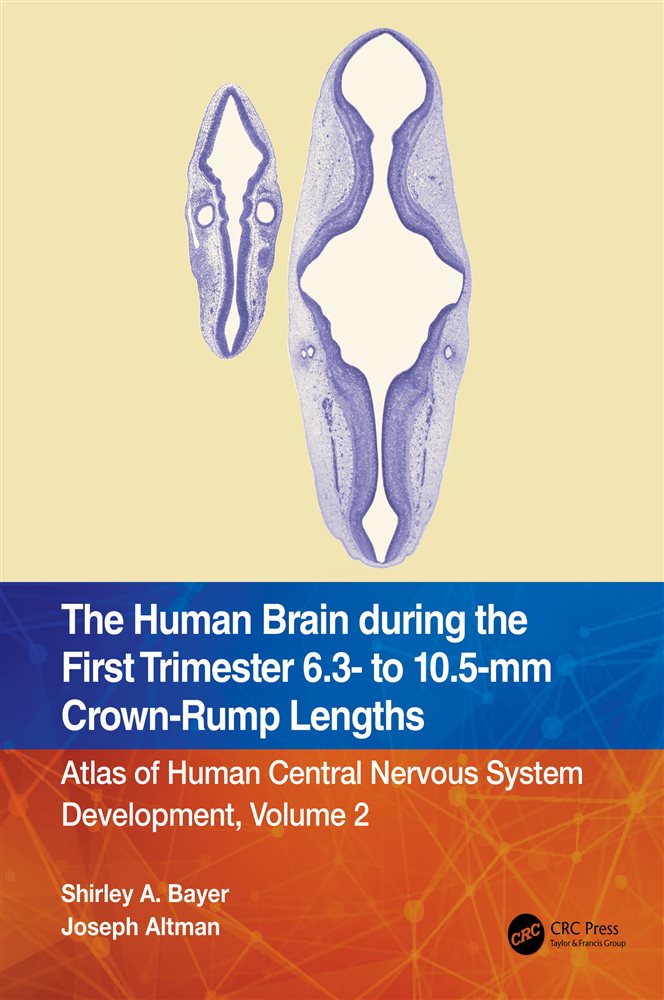 The Human Brain during the First Trimester 6.3- to 10.5-mm Crown-Rump ...