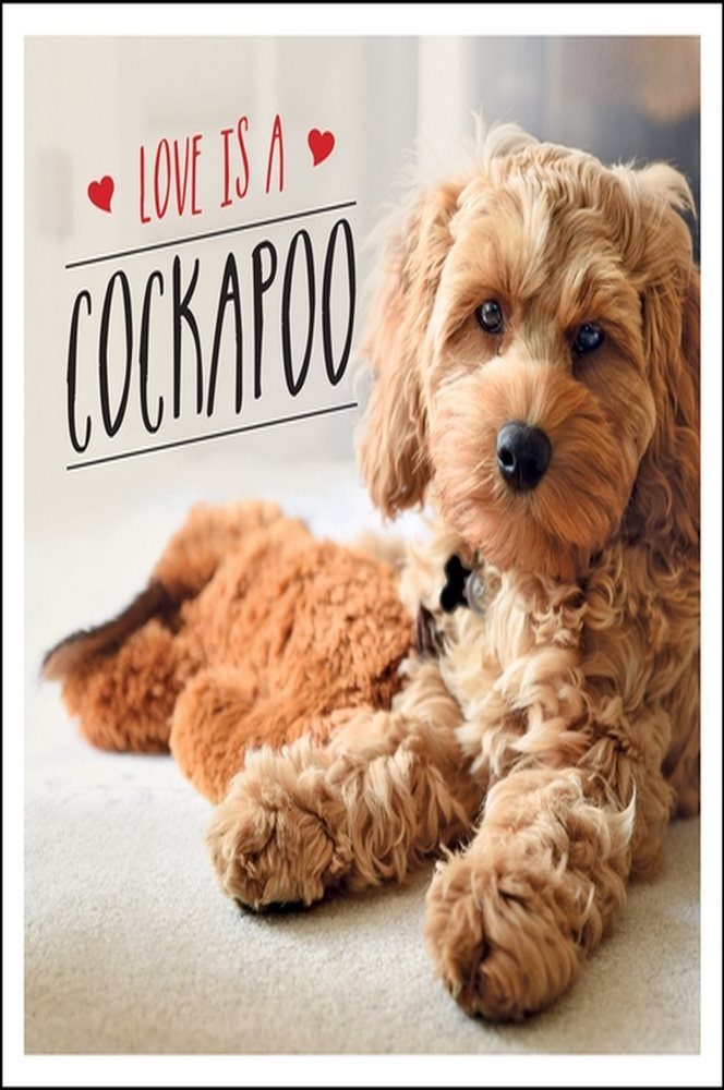 Love is a Cockapoo by Charlie Ellis (ebook)