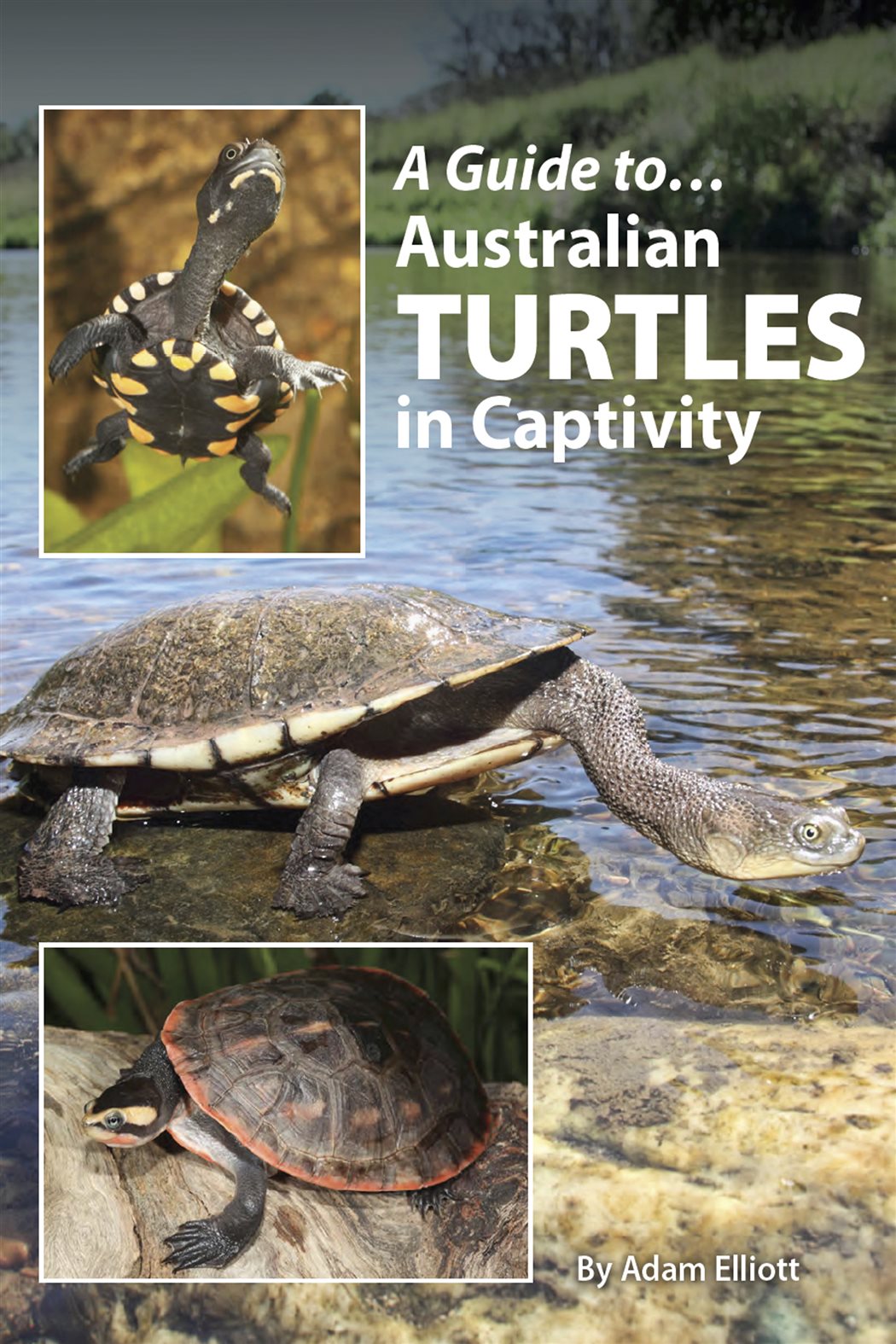 A Guide to Australian Turtles in Captivity by Adam Elliott (ebook)